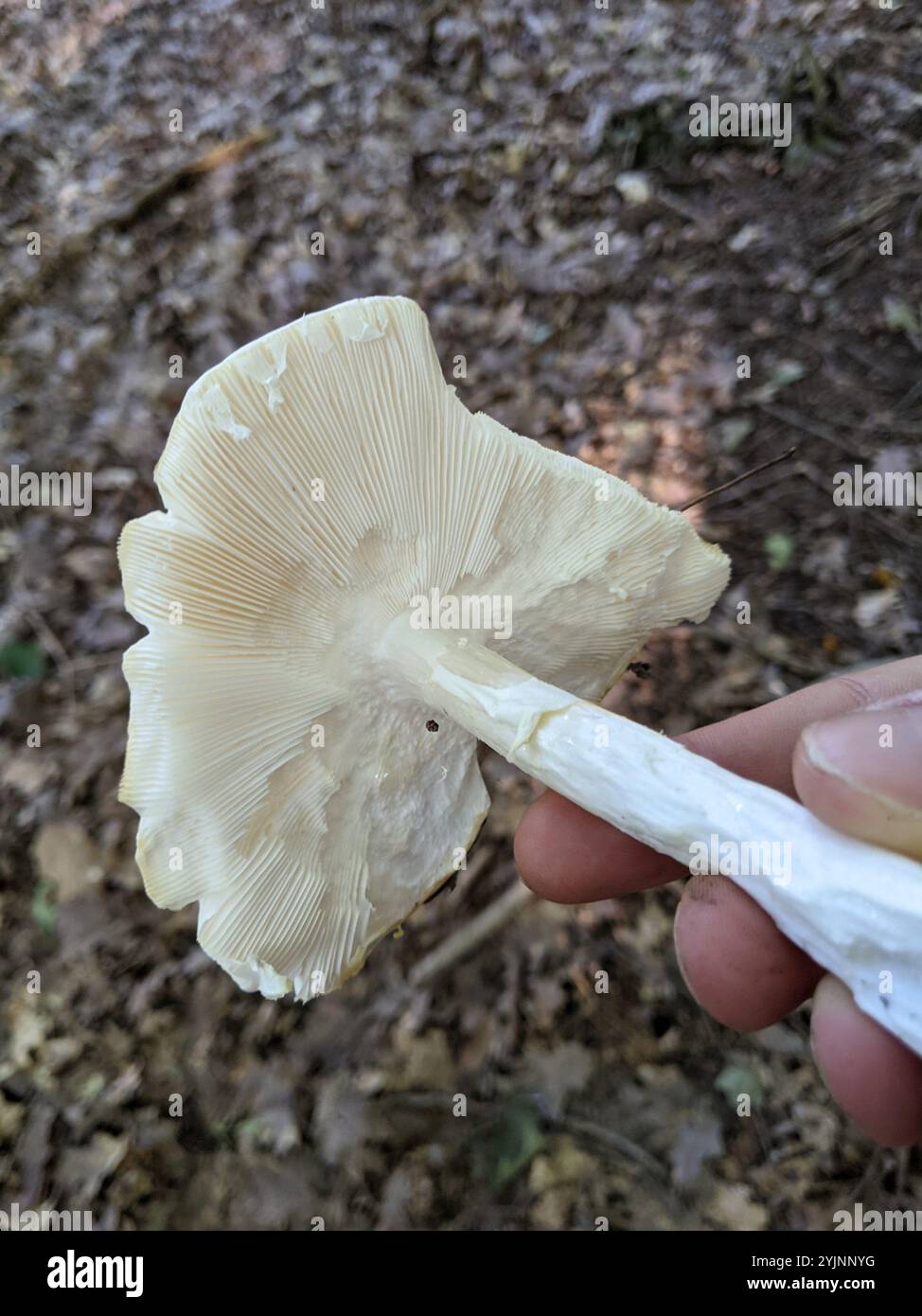 Phalloideae hi-res stock photography and images - Alamy