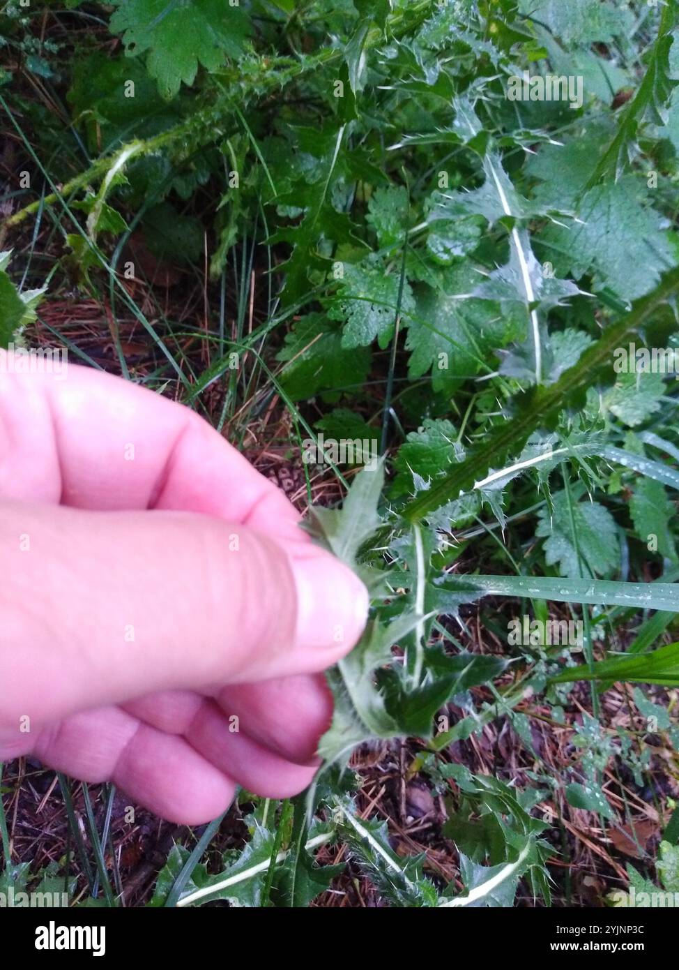 Broad winged thistle hi-res stock photography and images - Alamy