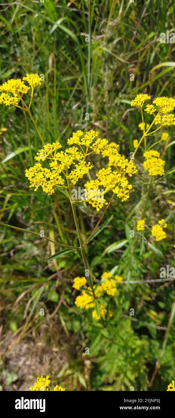 eastern valerian (Patrinia scabiosifolia Stock Photo - Alamy