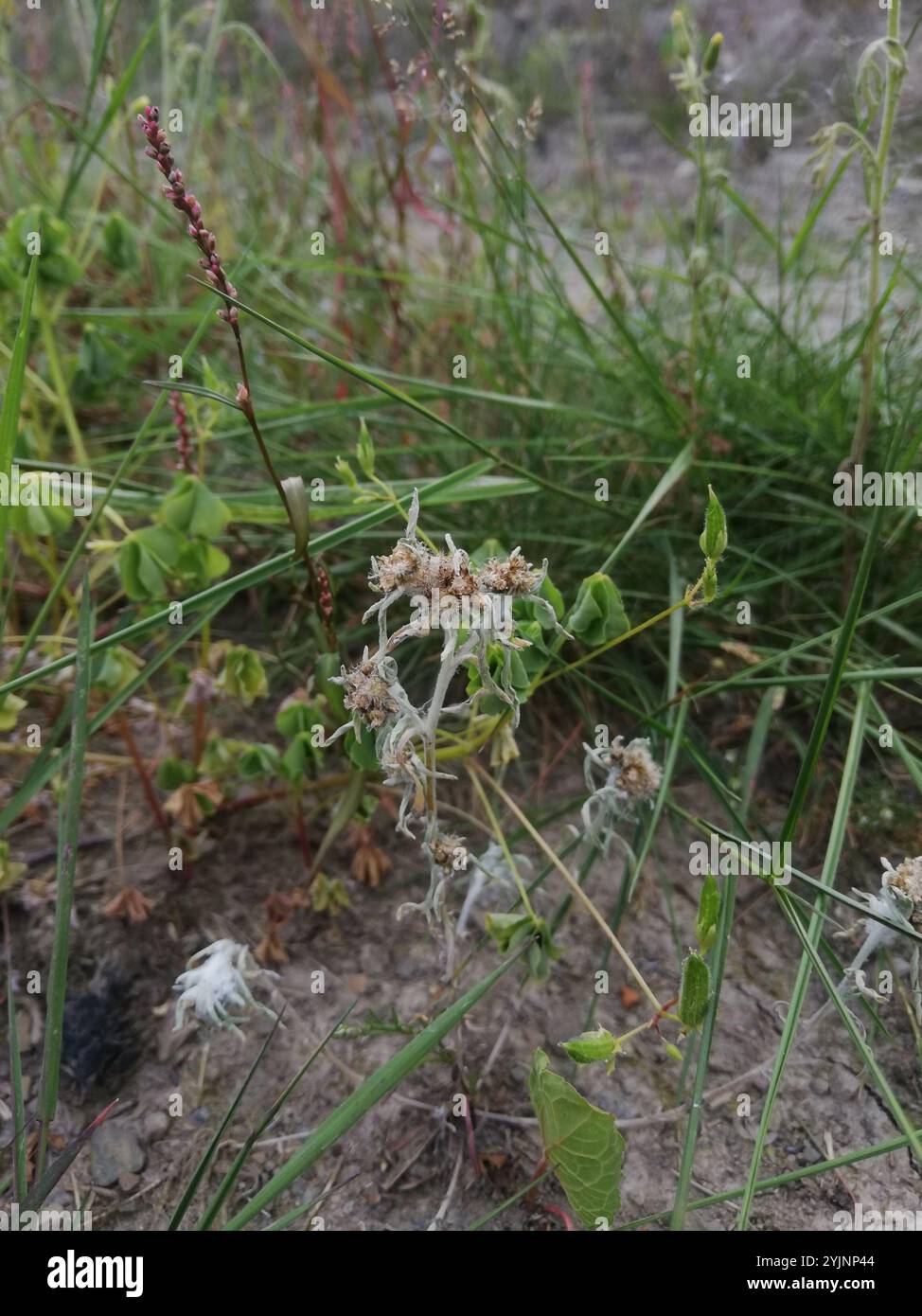 Woodland Cudweed (Omalotheca sylvatica Stock Photo - Alamy