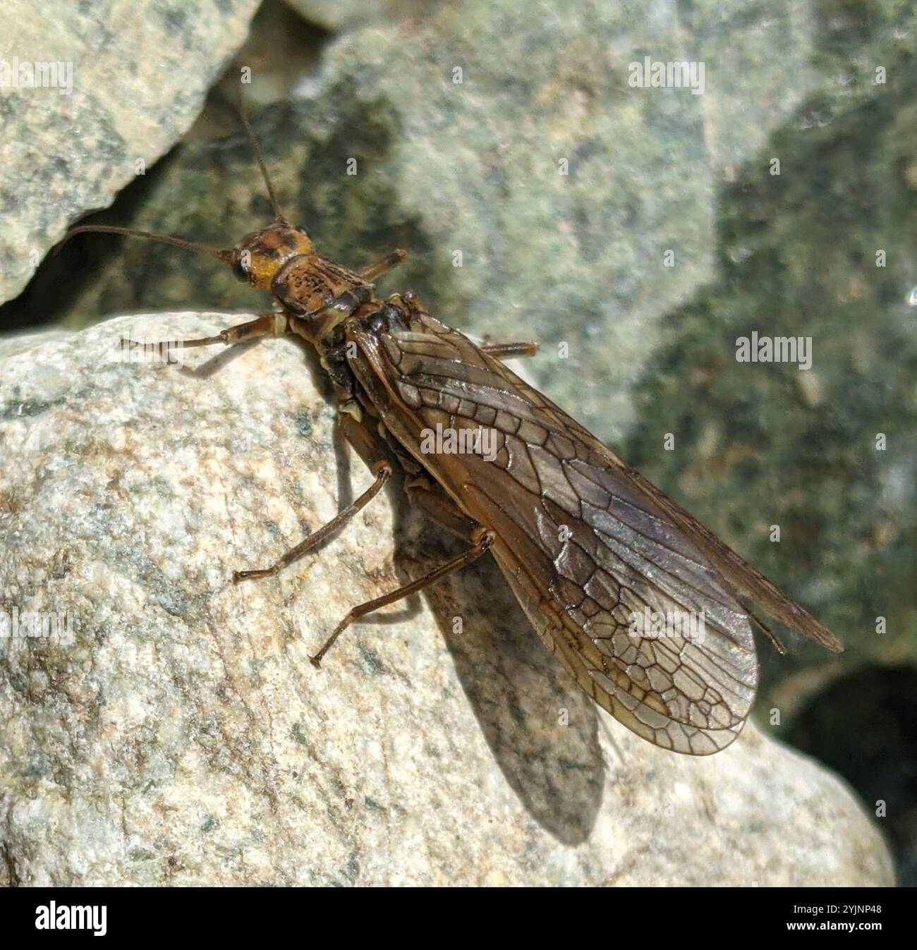 Green Stoneflies (Chloroperlidae Stock Photo - Alamy