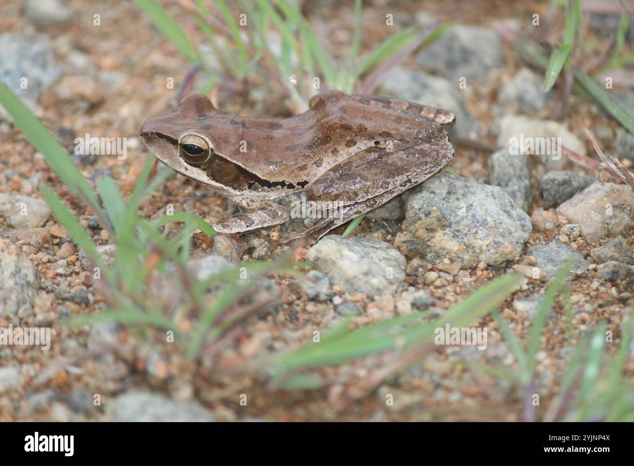 Chunam hi-res stock photography and images - Alamy