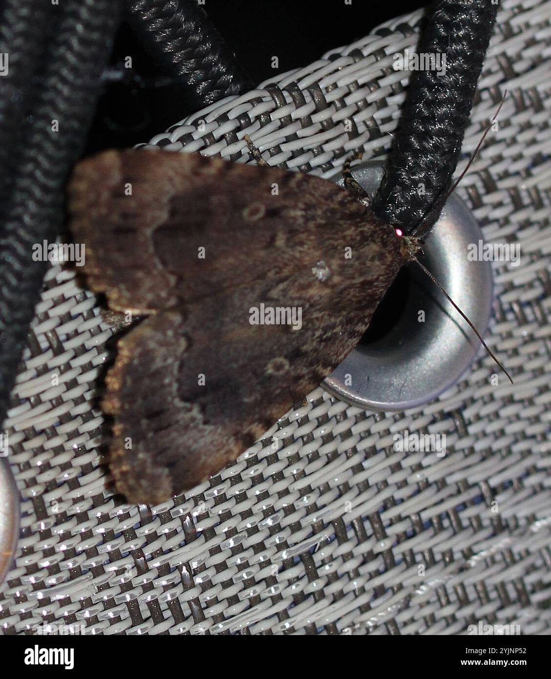 American Copper Underwing (Amphipyra pyramidoides Stock Photo - Alamy