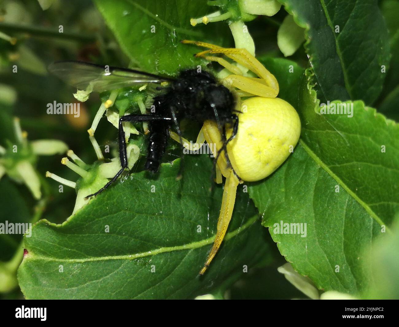 Goldenrod Crab Spider (Misumena vatia Stock Photo - Alamy
