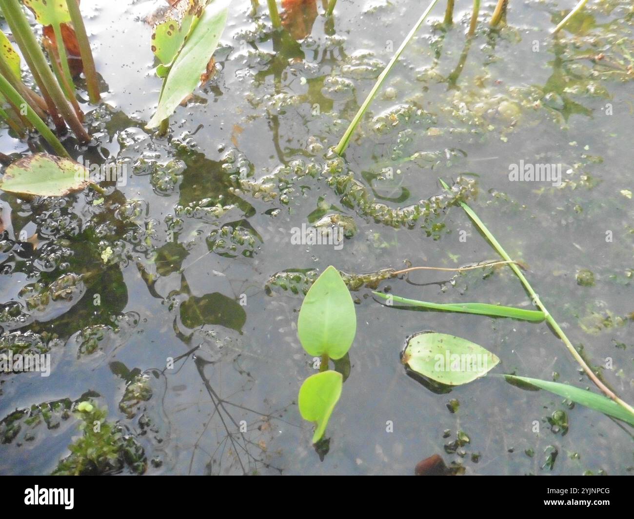 Canadian Waterweed (Elodea canadensis Stock Photo - Alamy