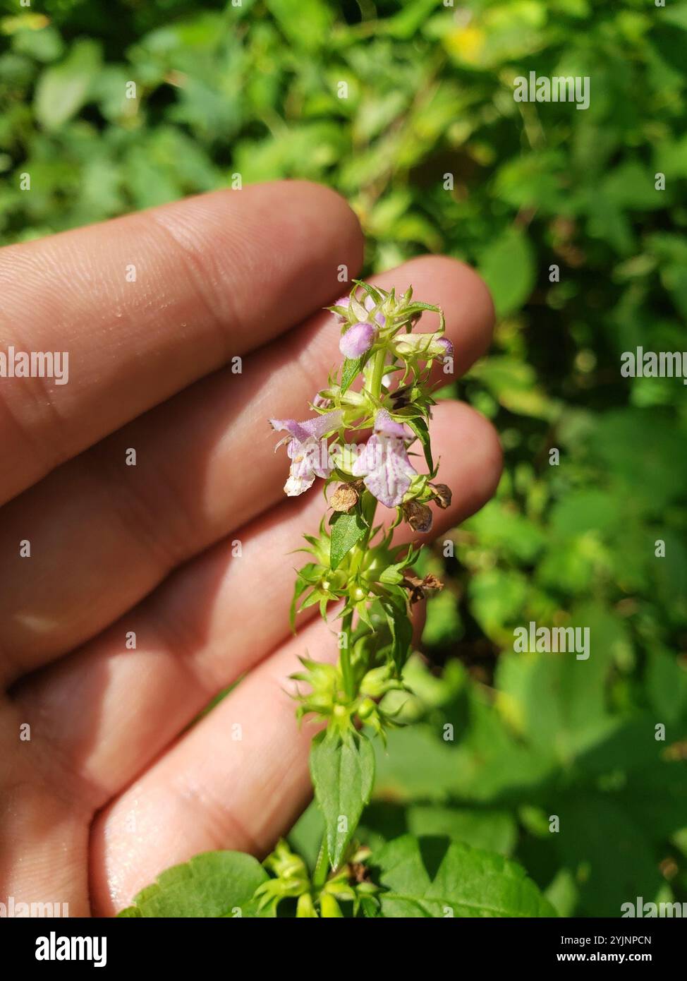 smooth hedgenettle (Stachys tenuifolia Stock Photo - Alamy