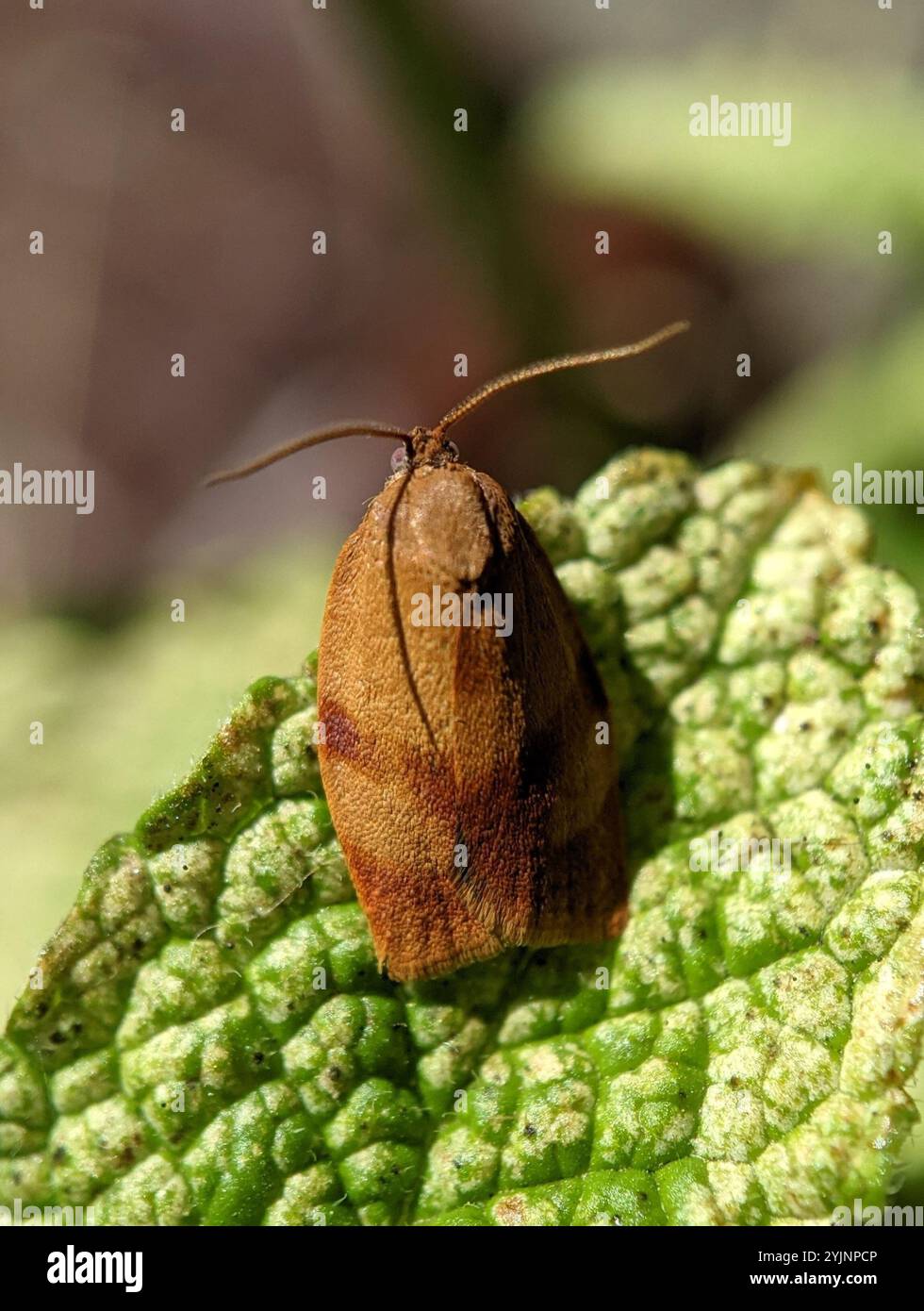 Carnation Tortrix (Cacoecimorpha pronubana Stock Photo - Alamy