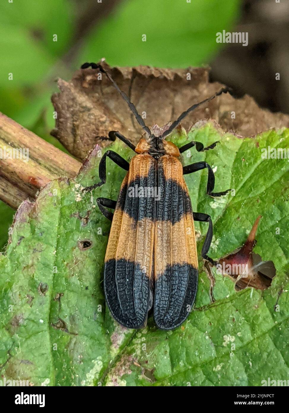 Calopteron reticulatum hi-res stock photography and images - Alamy