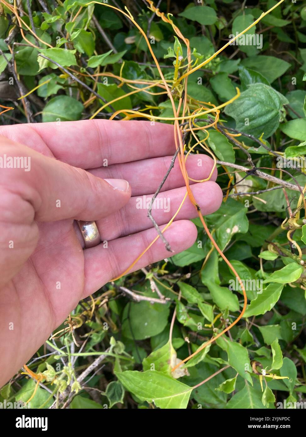 laurel dodder (Cassytha filiformis Stock Photo - Alamy
