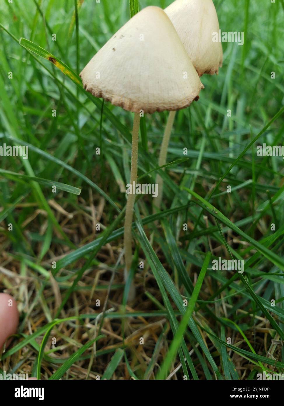 Milky conecap conocybe apala hi-res stock photography and images - Alamy