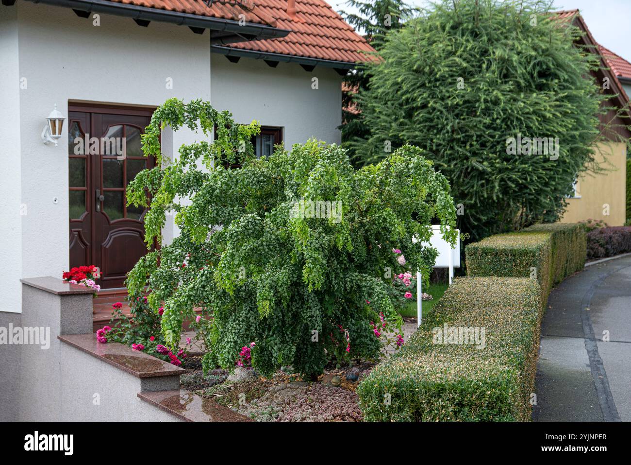 Robinia pseudoacacia lace lady hi-res stock photography and images - Alamy