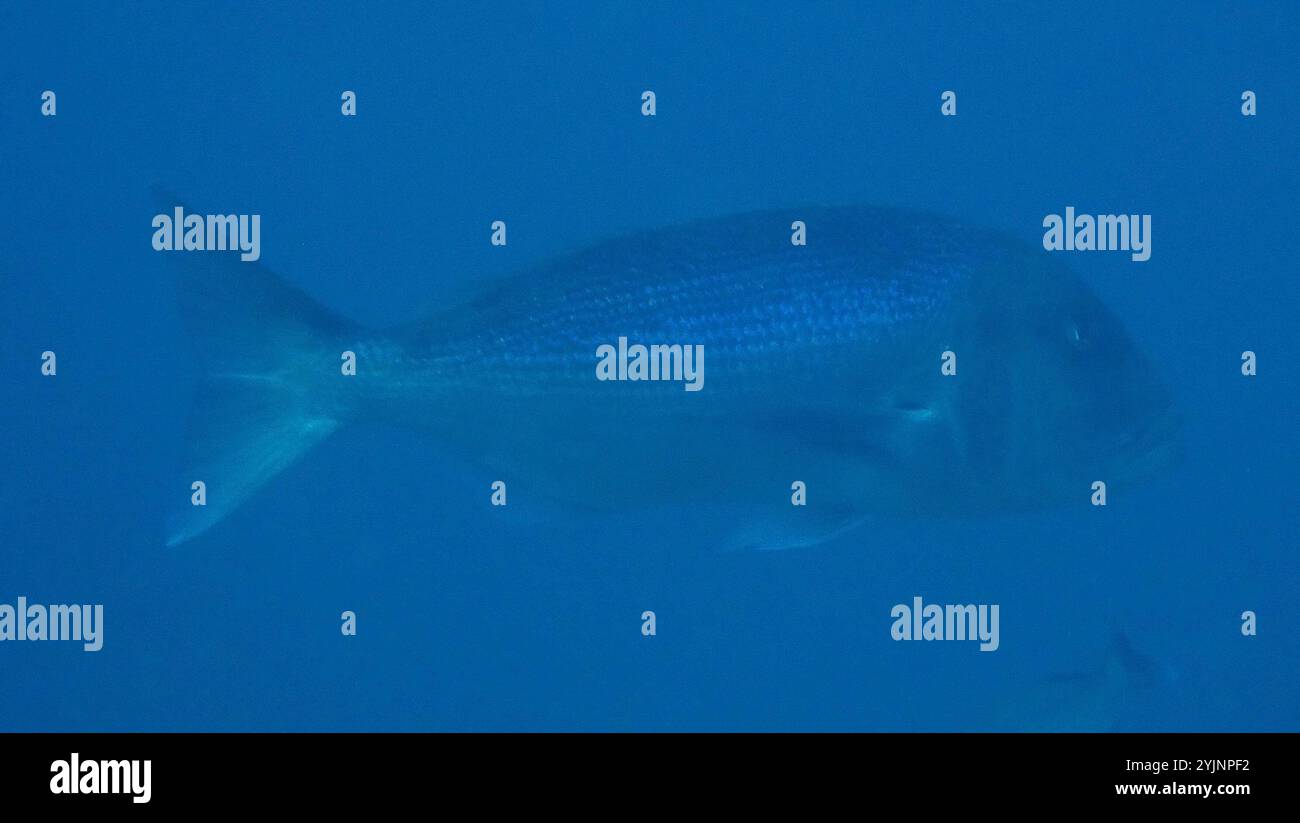 Dentex (Dentex dentex Stock Photo - Alamy