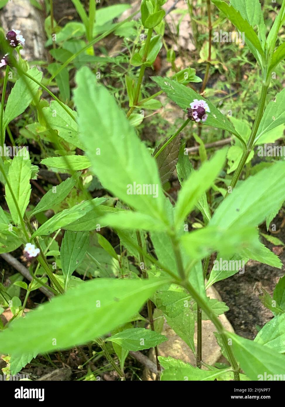 lanceleaf frogfruit (Phyla lanceolata Stock Photo - Alamy
