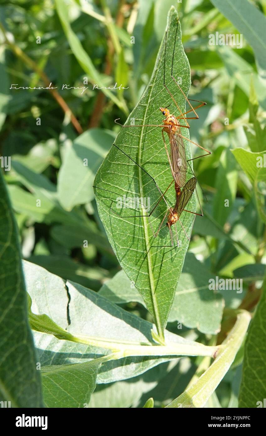 Nephrotoma ferruginea hi-res stock photography and images - Alamy