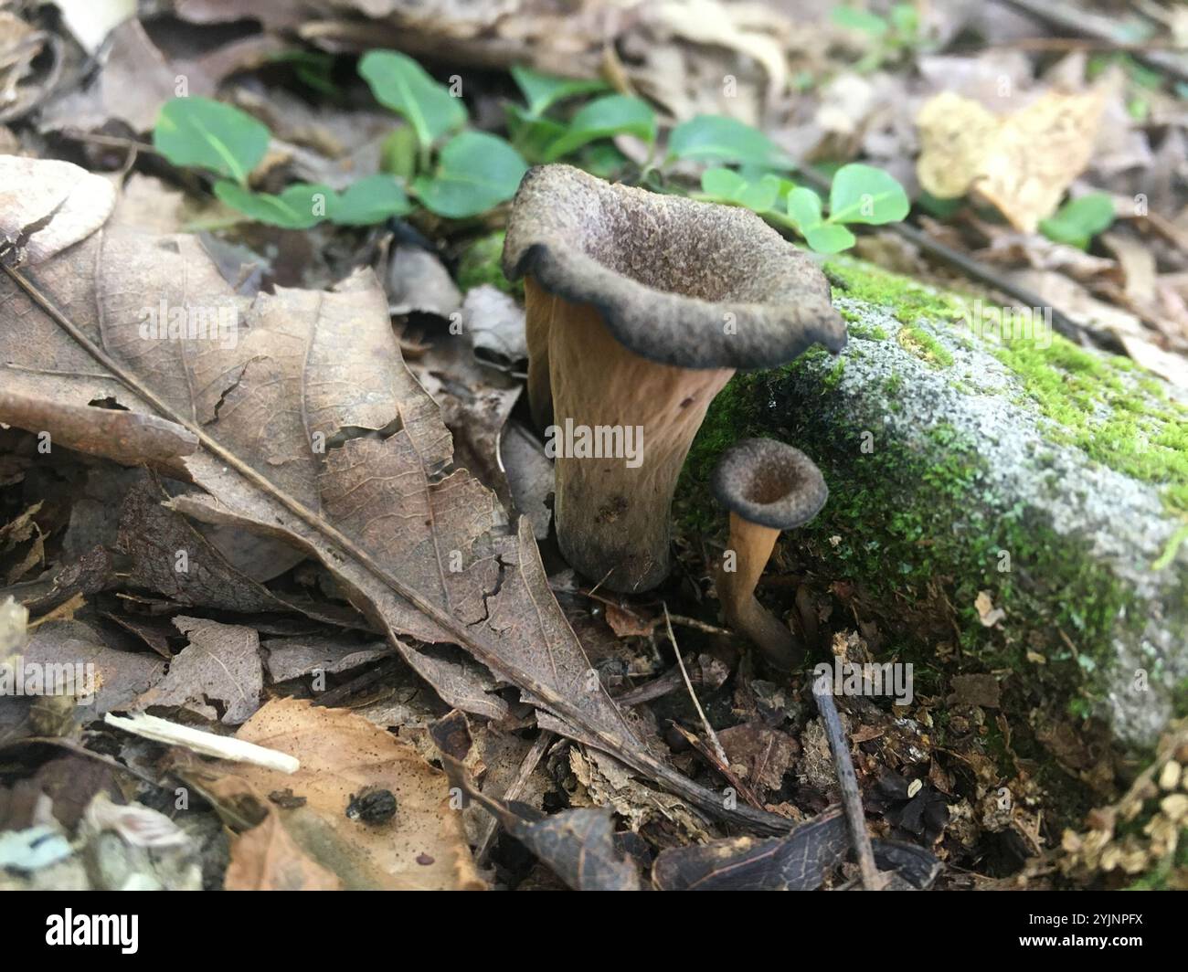 Eastern Black Trumpet (Craterellus fallax Stock Photo - Alamy
