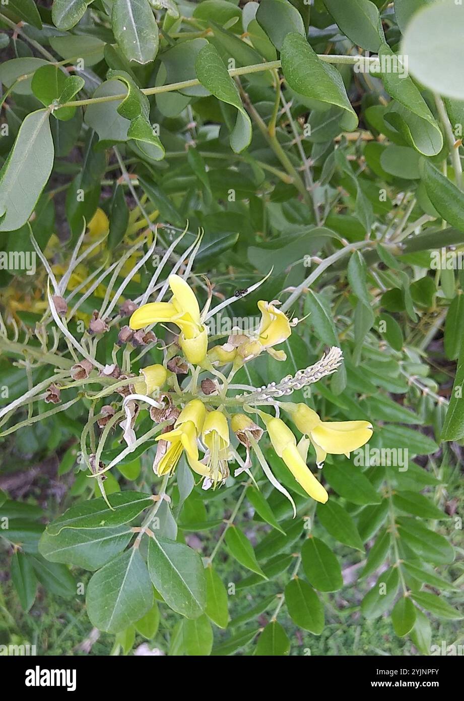 Necklace pod (Sophora tomentosa Stock Photo - Alamy