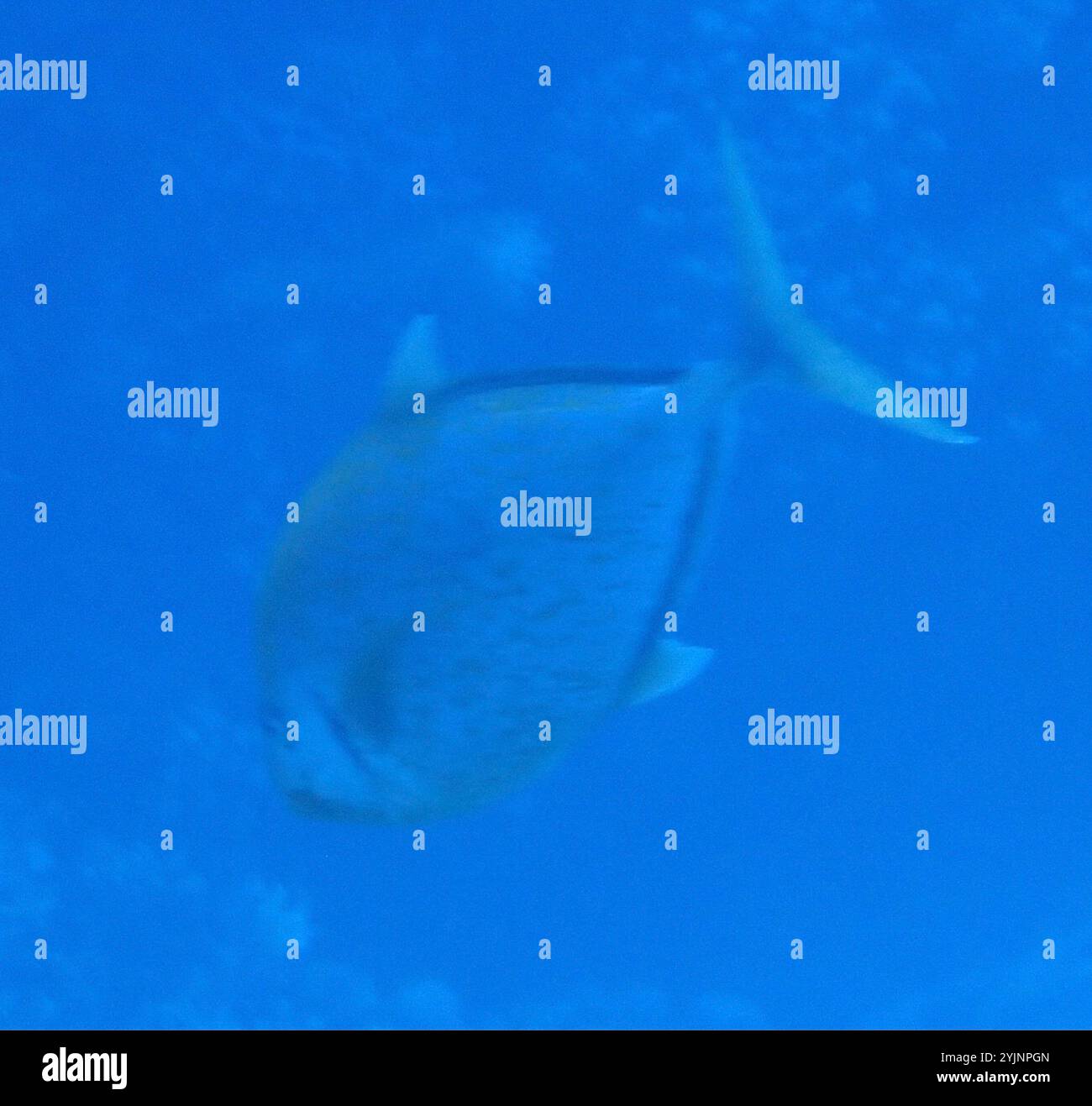 Orange-spotted Trevally (Flavocaranx bajad Stock Photo - Alamy