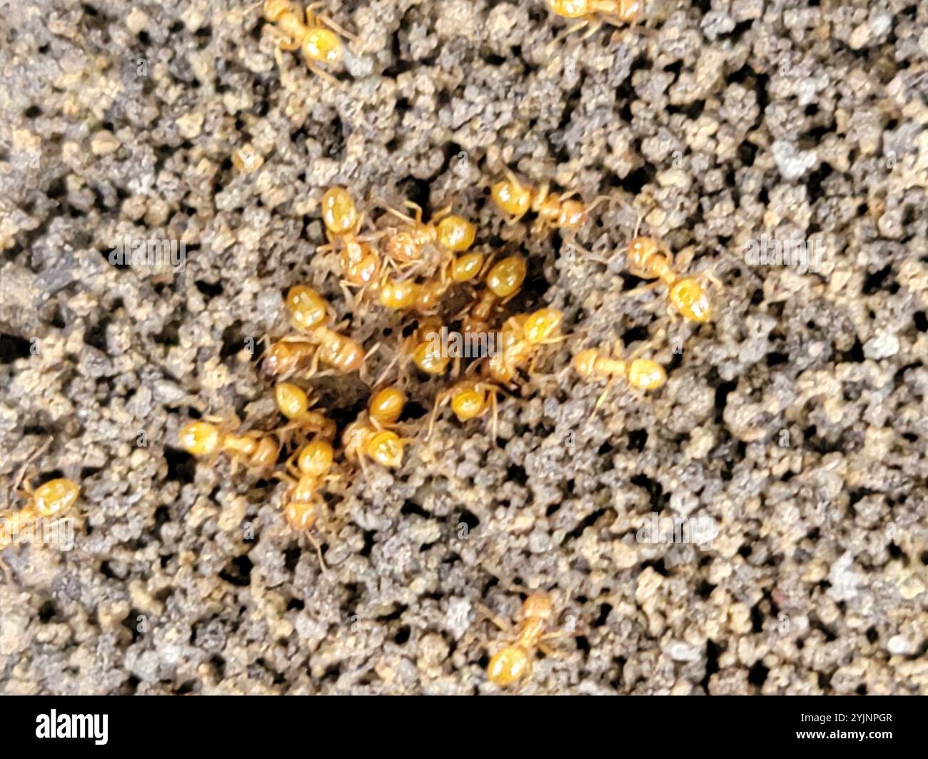 Acanthomyops hi-res stock photography and images - Alamy