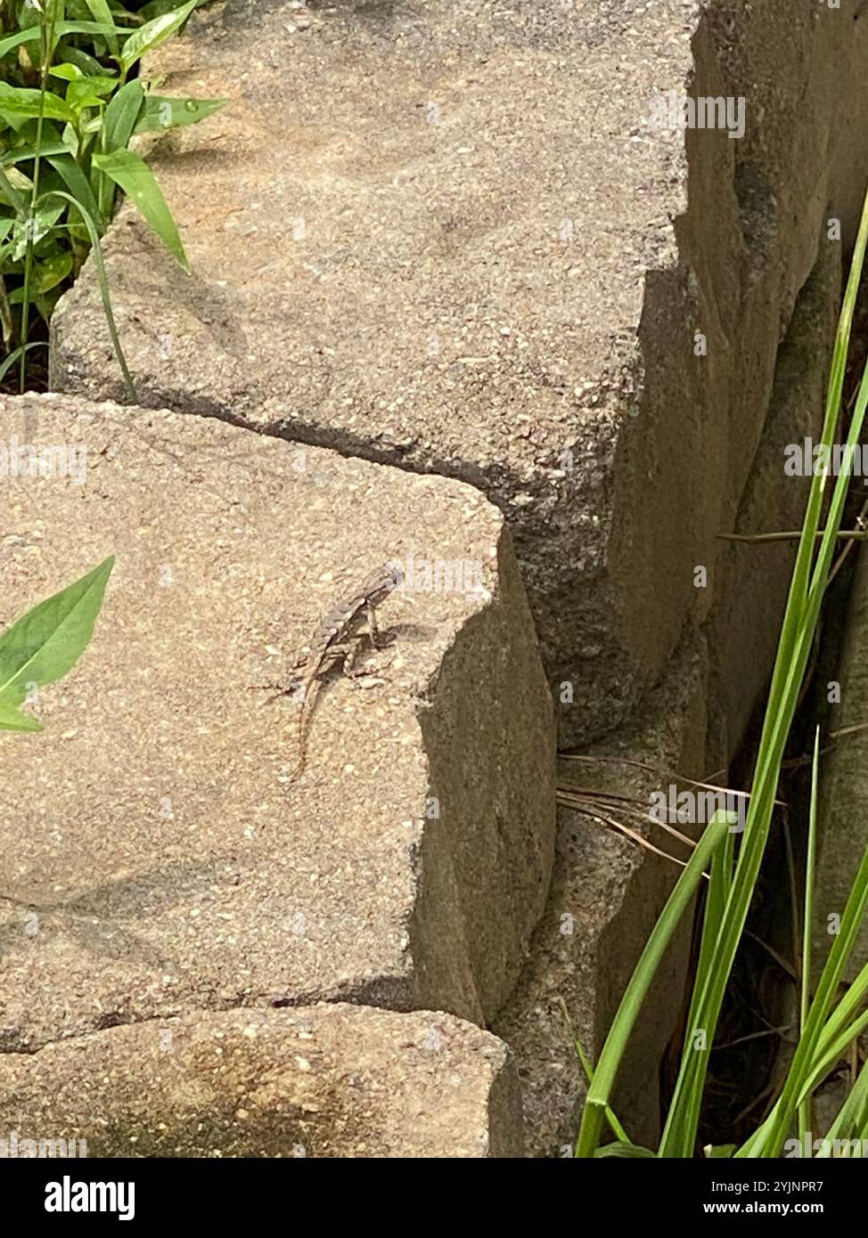 Eastern Fence Lizard (Sceloporus undulatus Stock Photo - Alamy