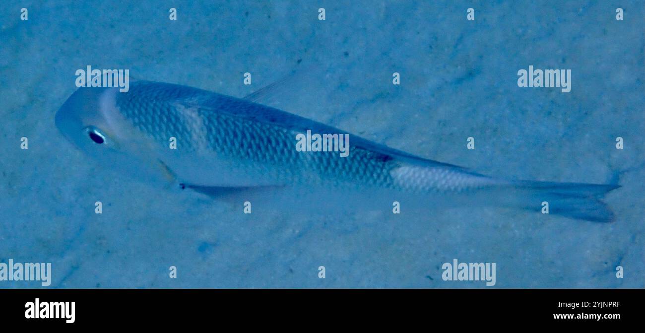 Humpnose Bigeye Bream (Monotaxis grandoculis Stock Photo - Alamy