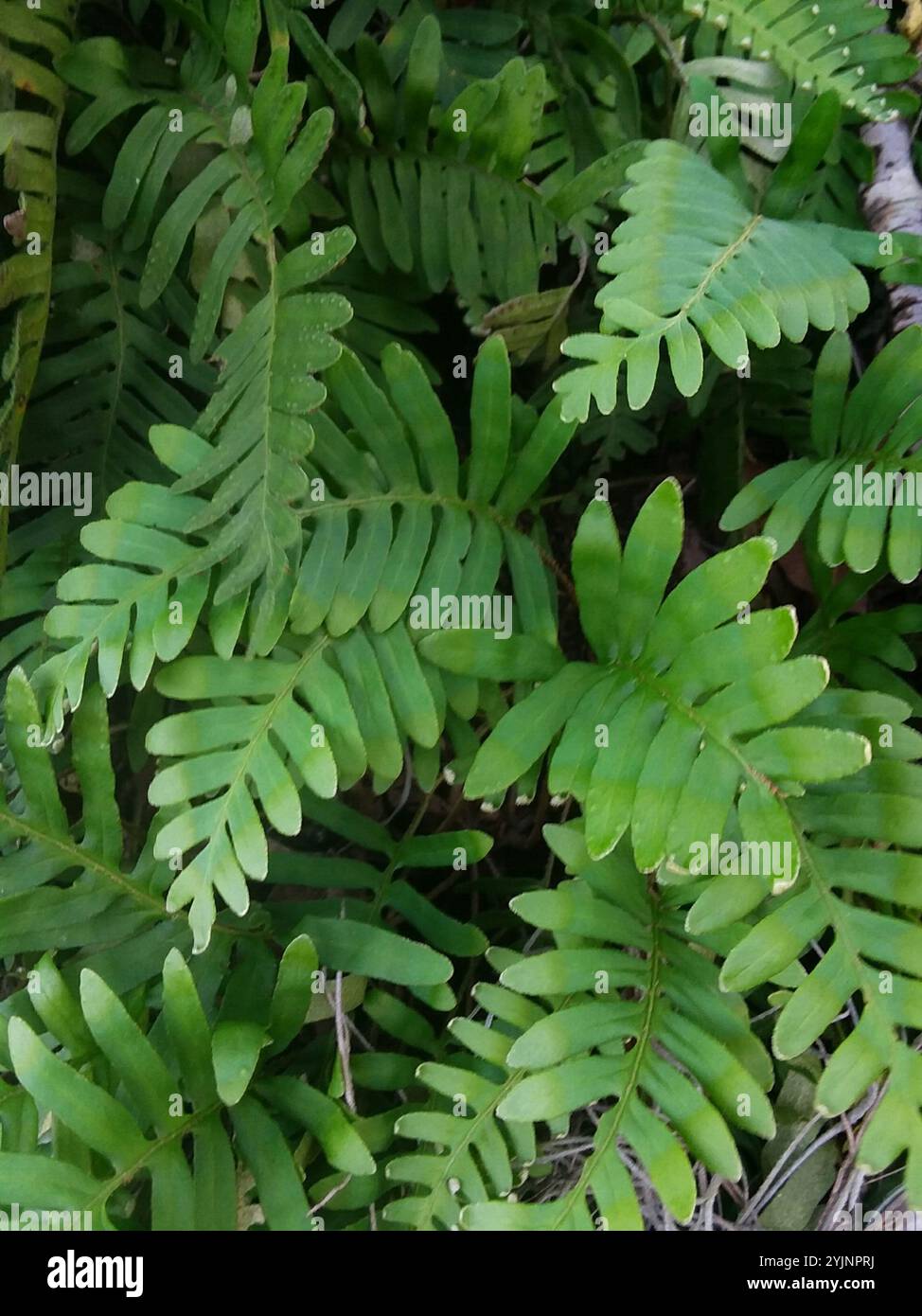 resurrection fern (Pleopeltis michauxiana Stock Photo - Alamy
