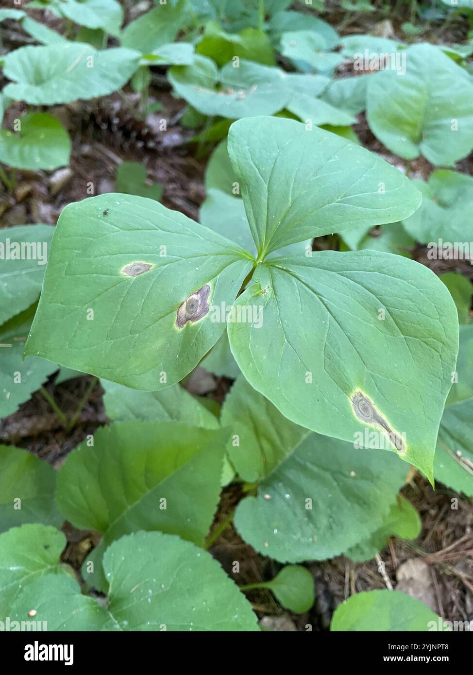 nodding trillium (Trillium cernuum Stock Photo - Alamy