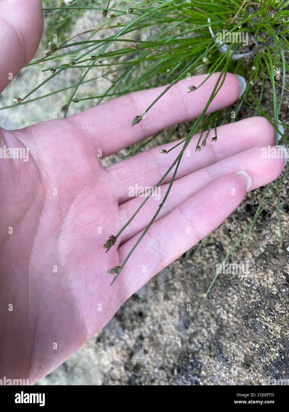 grasses, sedges, cattails, and allies (Poales Stock Photo - Alamy