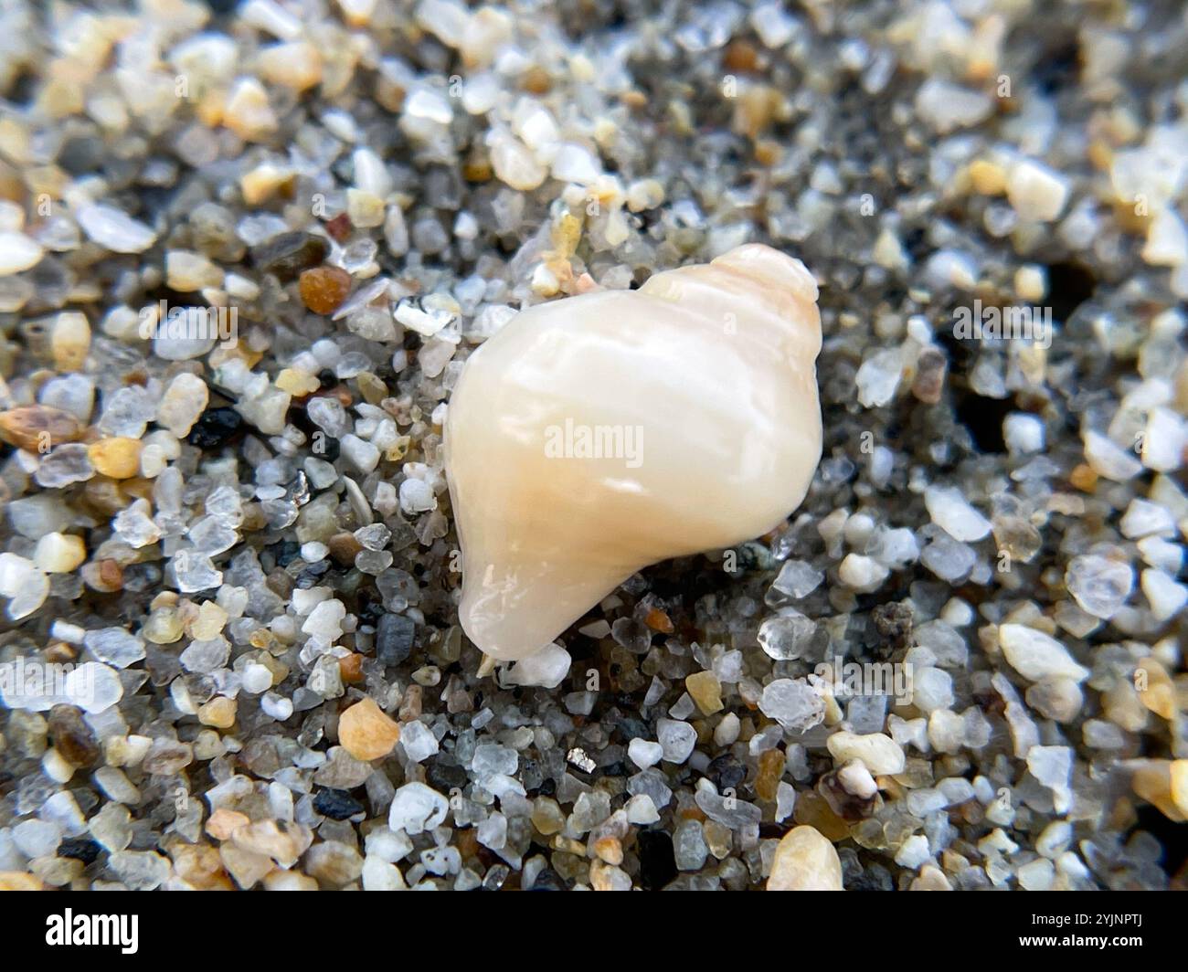 Frilled Dogwinkle (Nucella lamellosa Stock Photo - Alamy