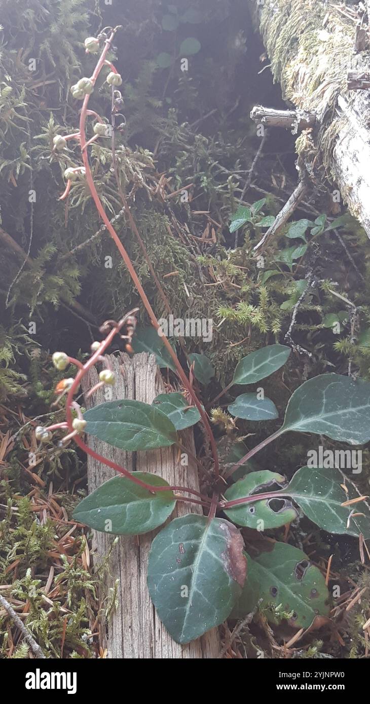 white-veined wintergreen (Pyrola picta Stock Photo - Alamy