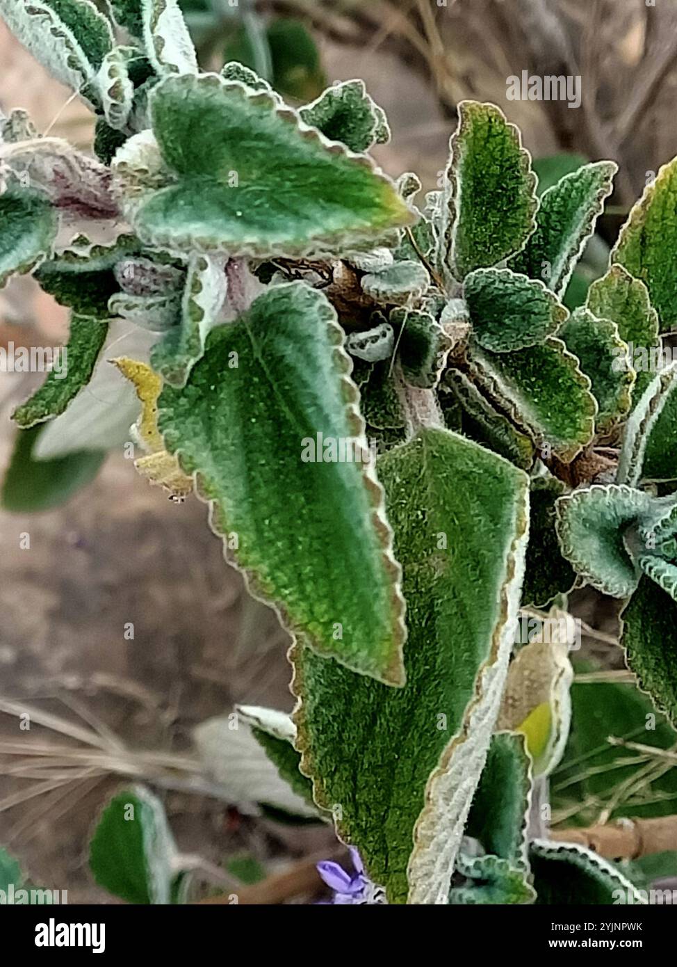 Native Coleus (Coleus graveolens Stock Photo - Alamy