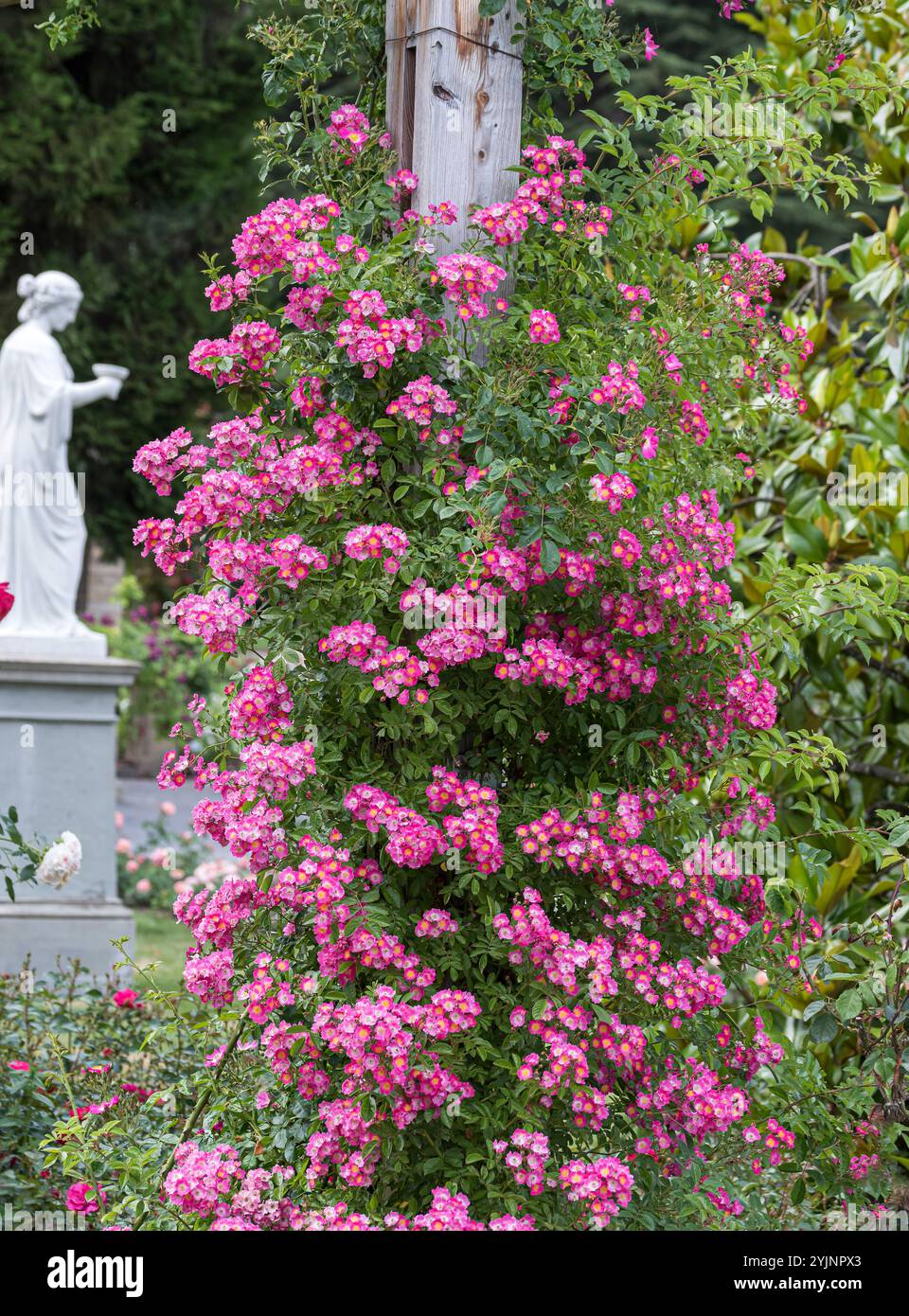 Kletter-Rose, Rosa Maria Lisa,, Climbing rose Stock Photo - Alamy