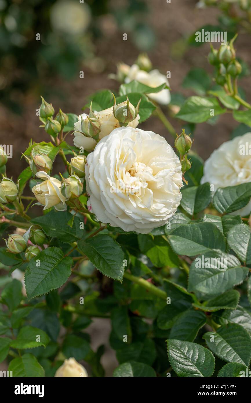 Strauch-Rose, Rosa ARTEMIS,, shrub rose Stock Photo - Alamy