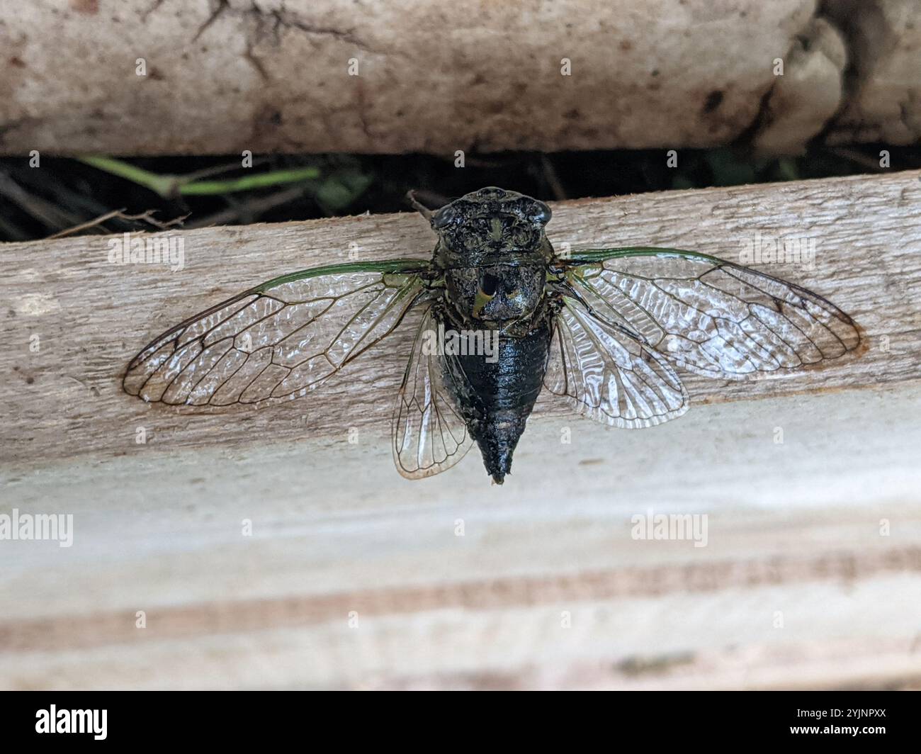 Northern Dog-day Cicada (Neotibicen canicularis Stock Photo - Alamy