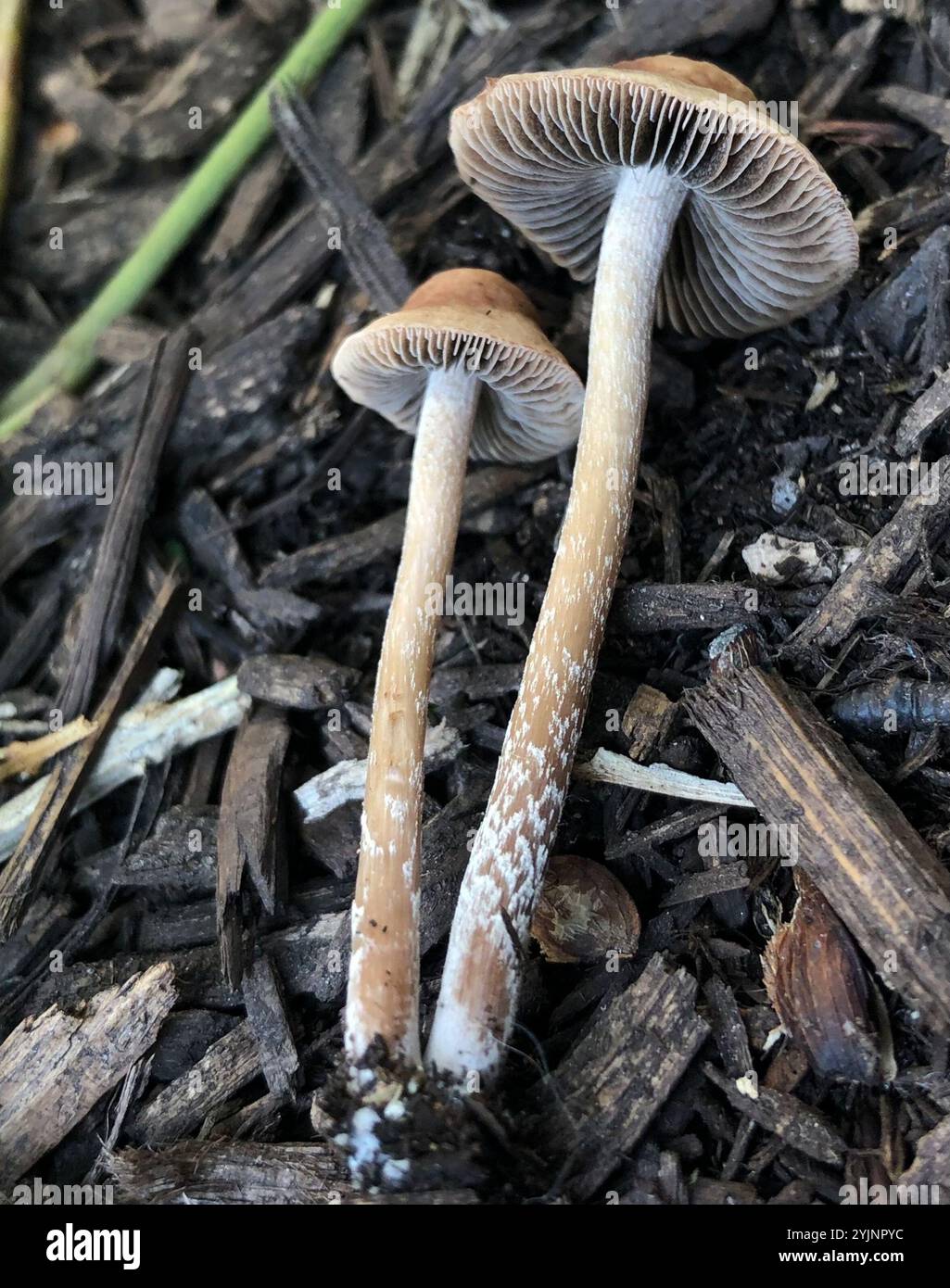 Panaeolus cinctulus hi-res stock photography and images - Alamy