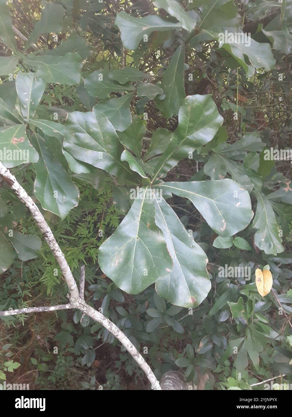 water oak (Quercus nigra Stock Photo - Alamy