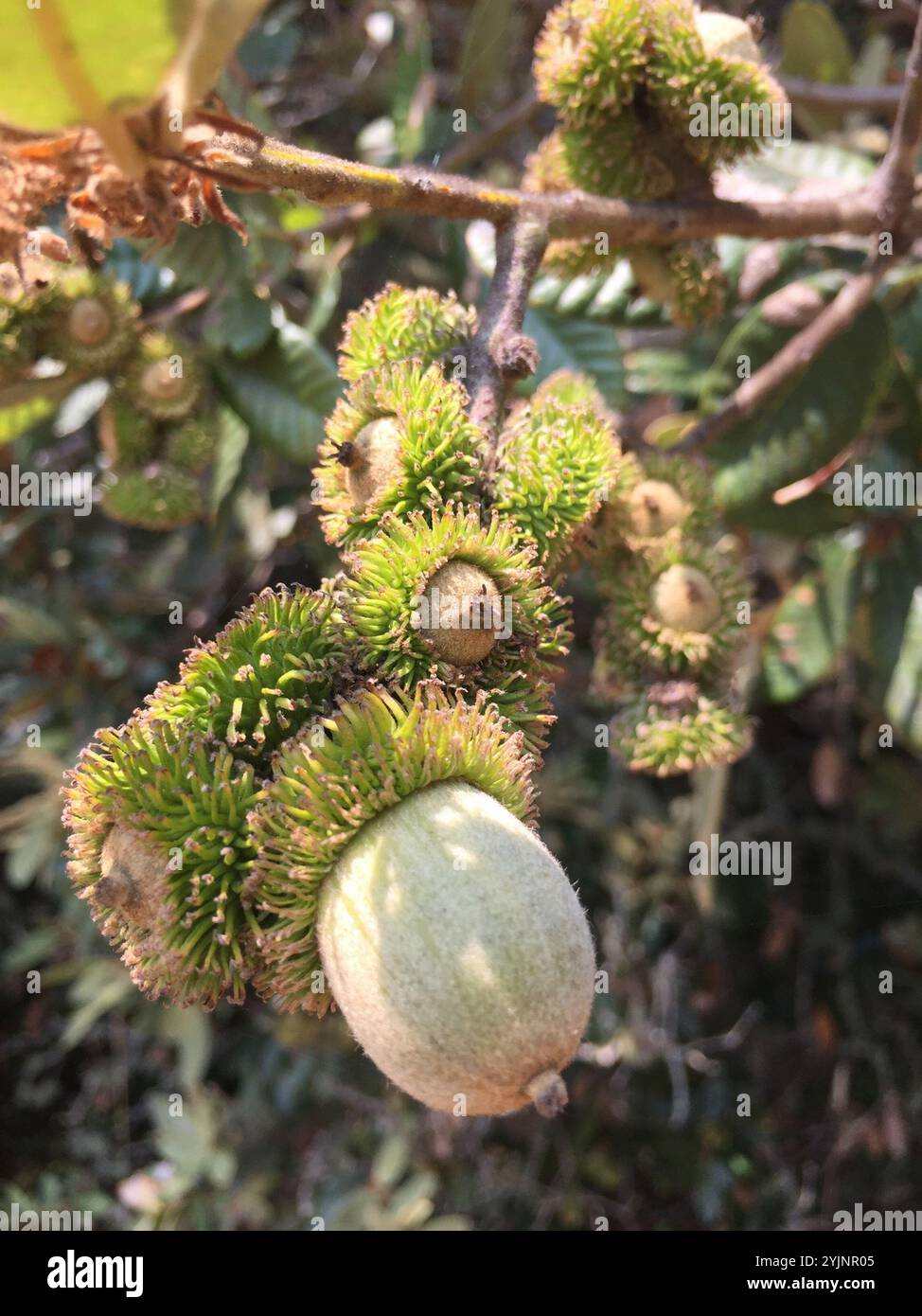 Tanoak (Notholithocarpus densiflorus Stock Photo - Alamy