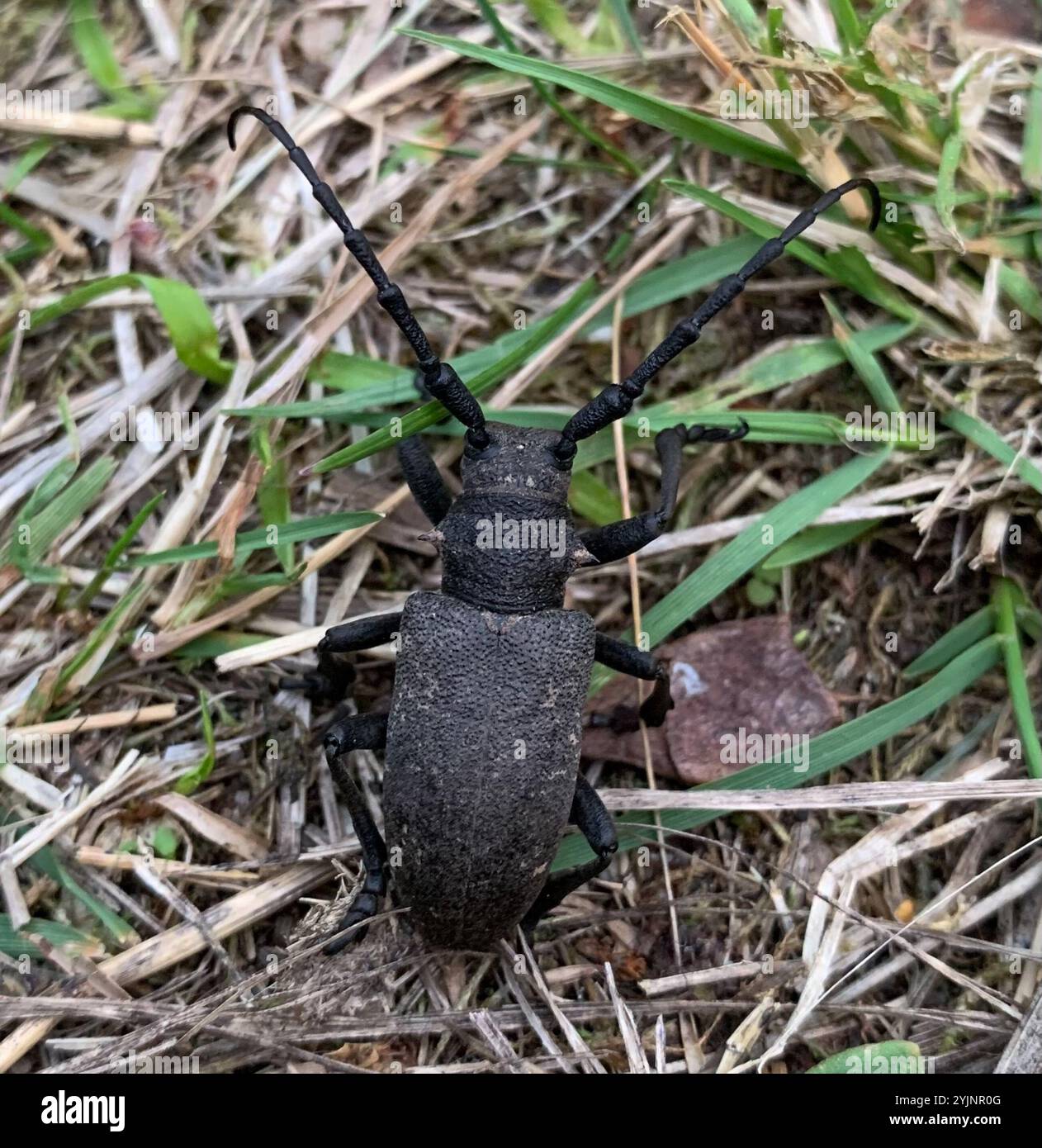 Weaver beetle (Lamia textor Stock Photo - Alamy