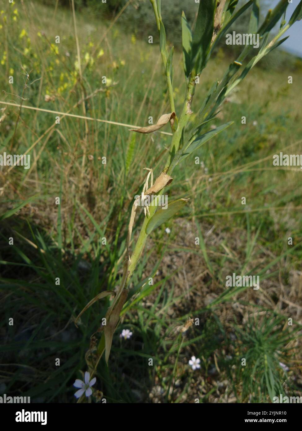 Broomleaf Toadflax (Linaria genistifolia Stock Photo - Alamy