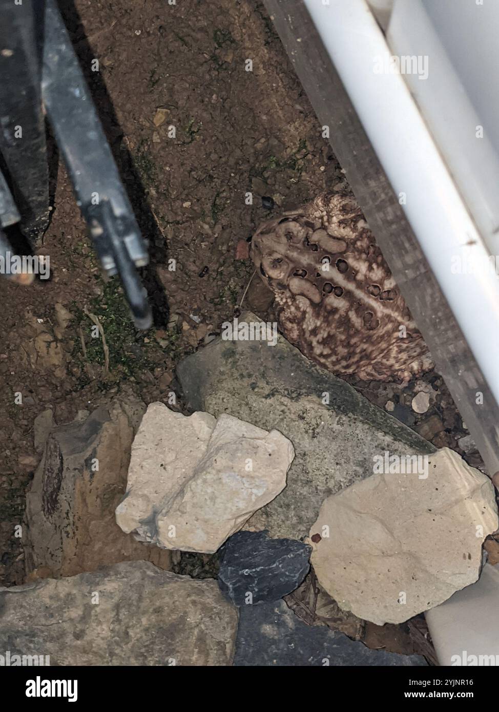 Eastern American Toad (Anaxyrus americanus americanus Stock Photo - Alamy