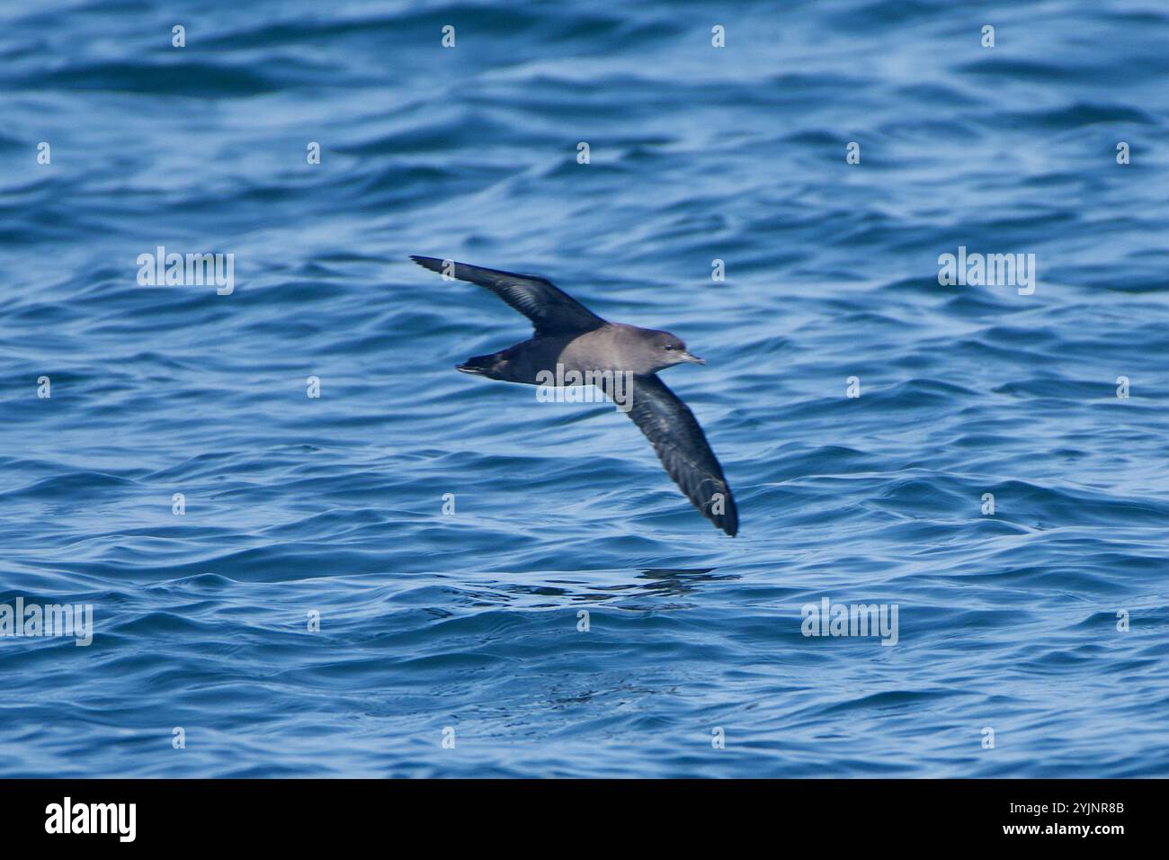 Short-tailed Shearwater (Ardenna tenuirostris Stock Photo - Alamy