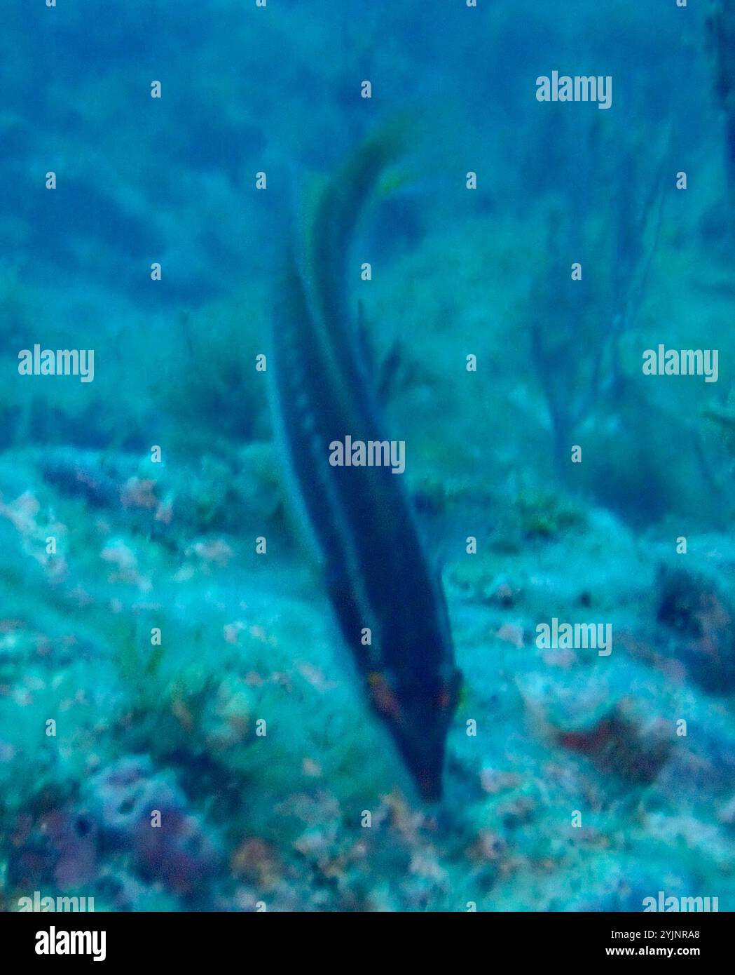 Mediterranean Rainbow Wrasse (Coris julis Stock Photo - Alamy