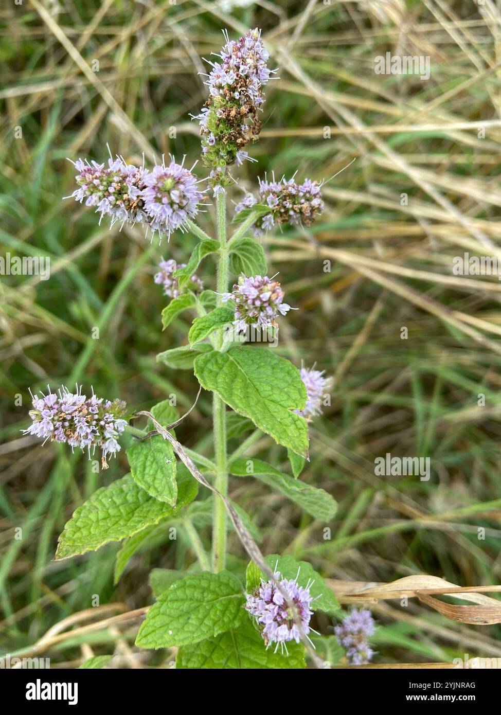 Horse Mint (Mentha longifolia Stock Photo - Alamy