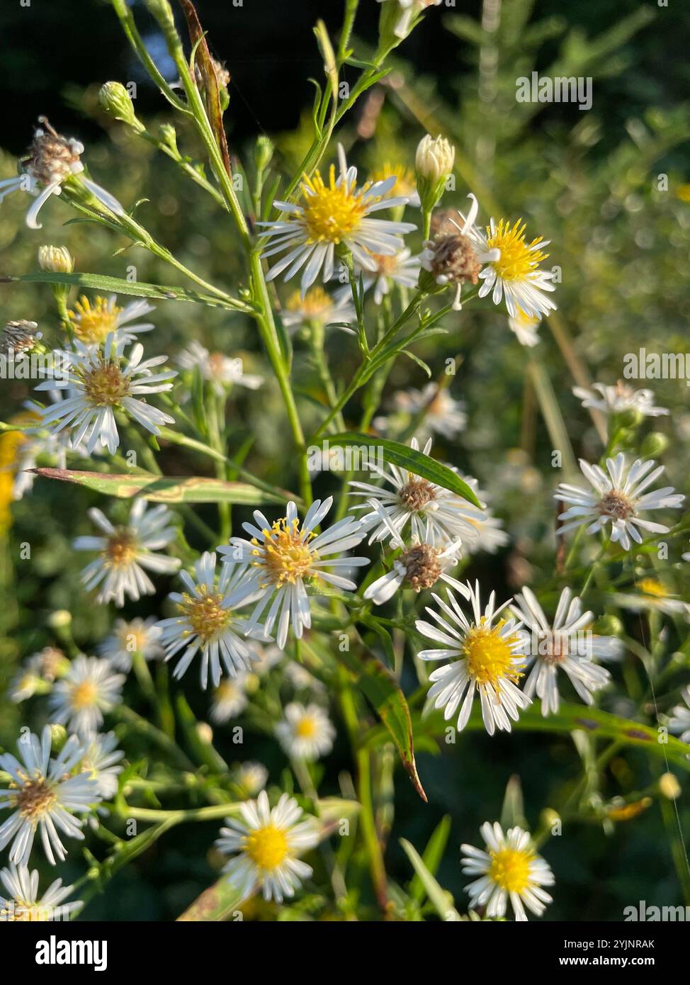 panicled aster (Symphyotrichum lanceolatum Stock Photo - Alamy