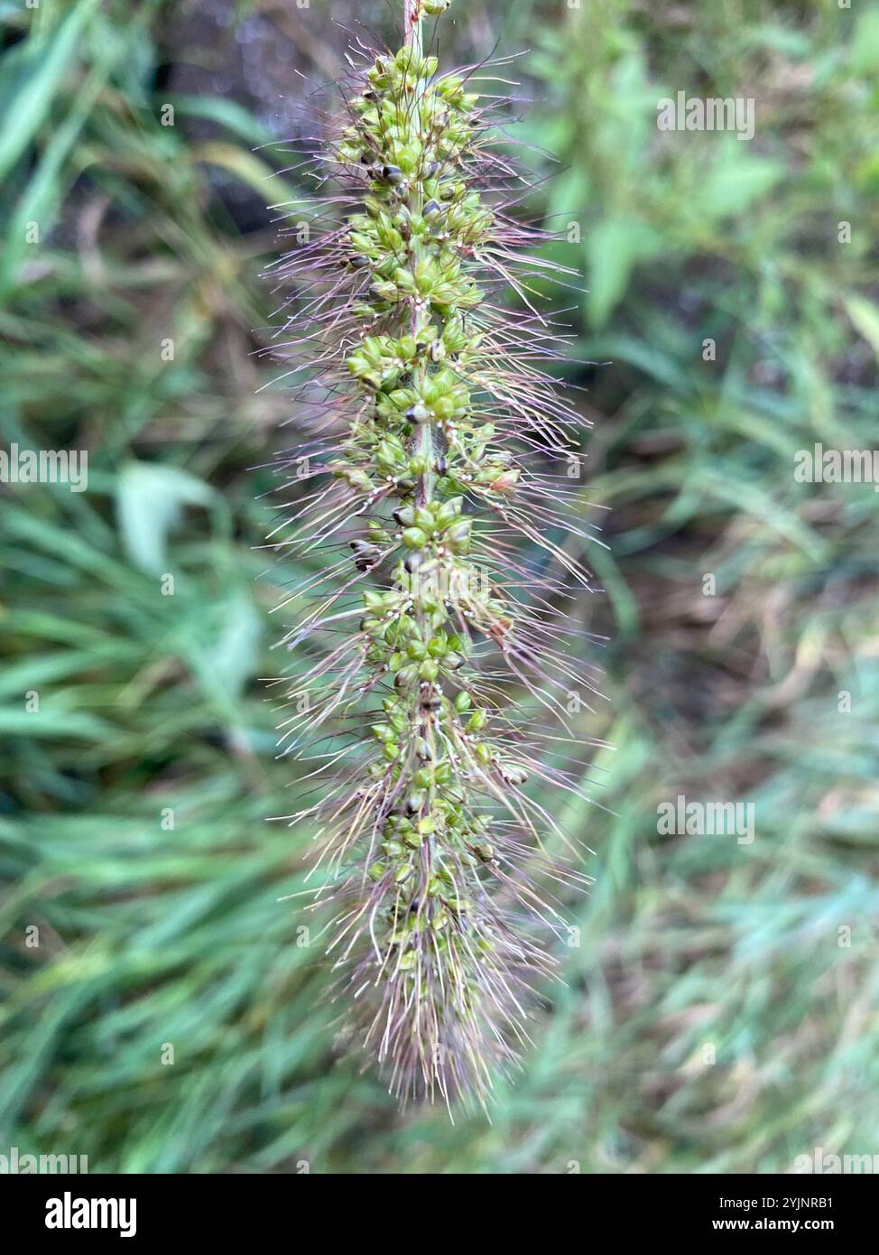 Green Bristle Grass (Setaria viridis Stock Photo - Alamy