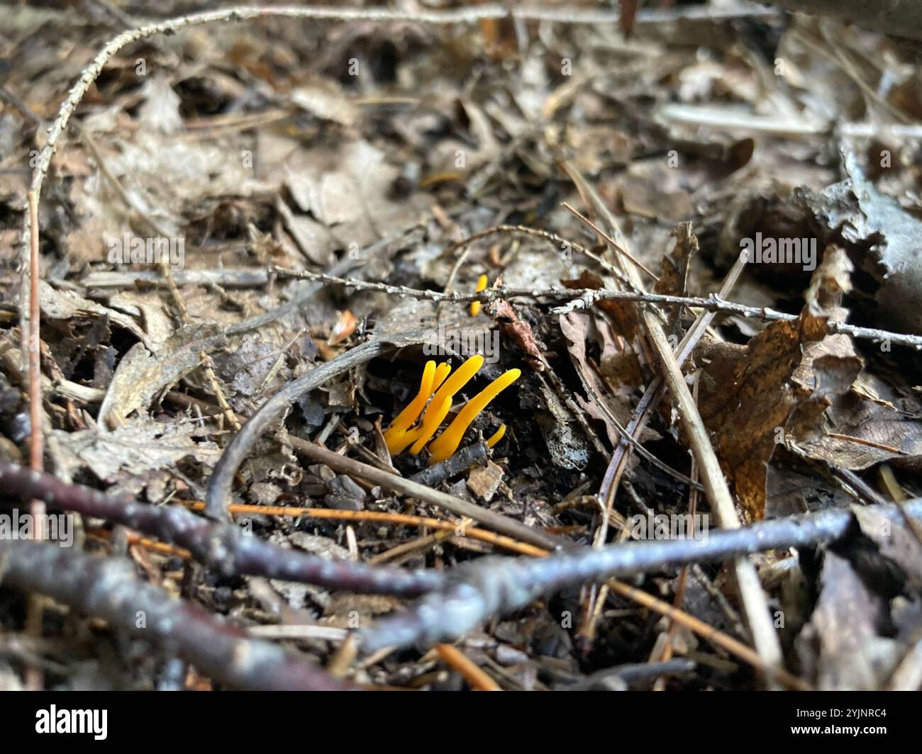 Golden Spindles (Clavulinopsis fusiformis Stock Photo - Alamy