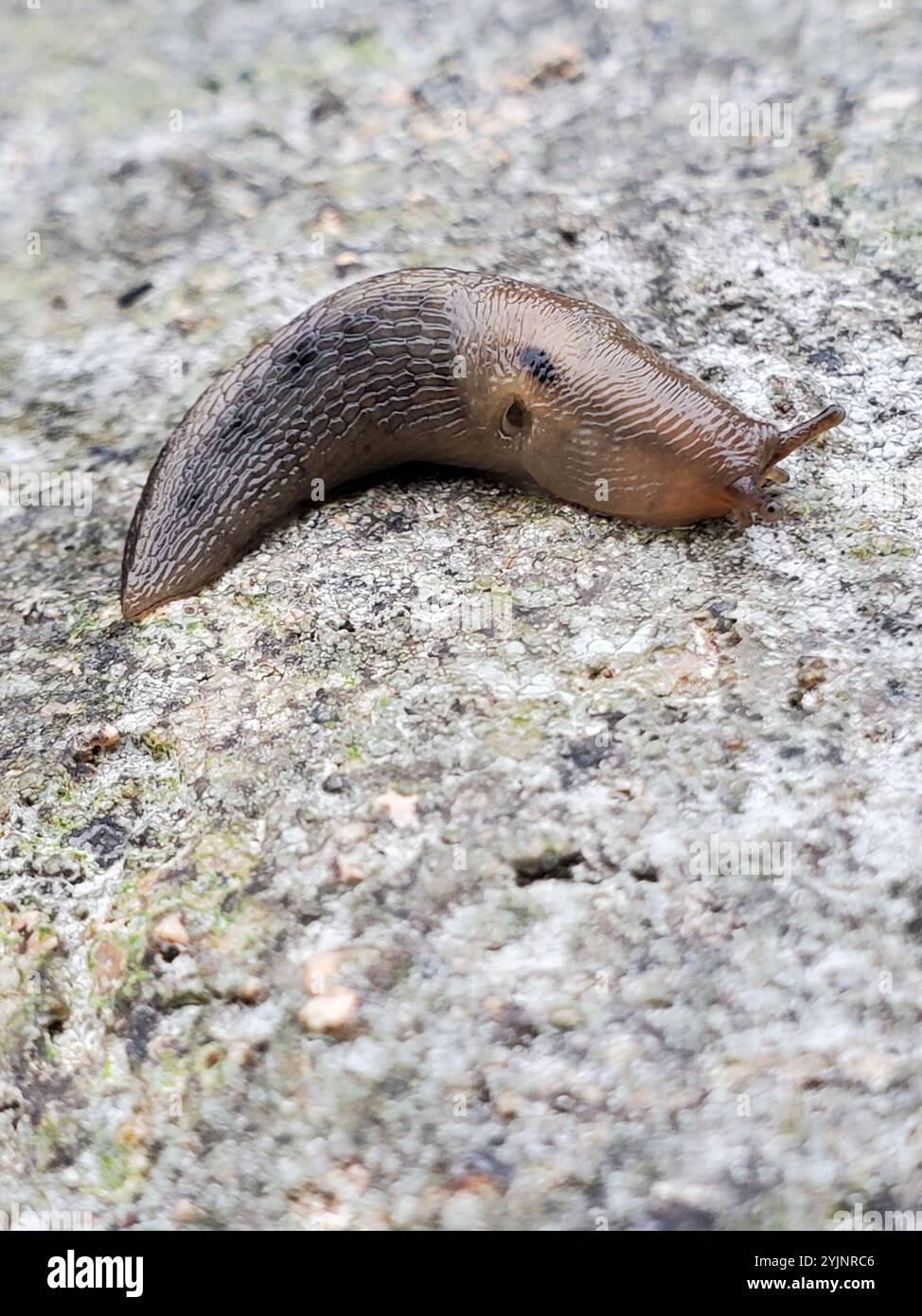 Tree slug (Lehmannia marginata Stock Photo - Alamy