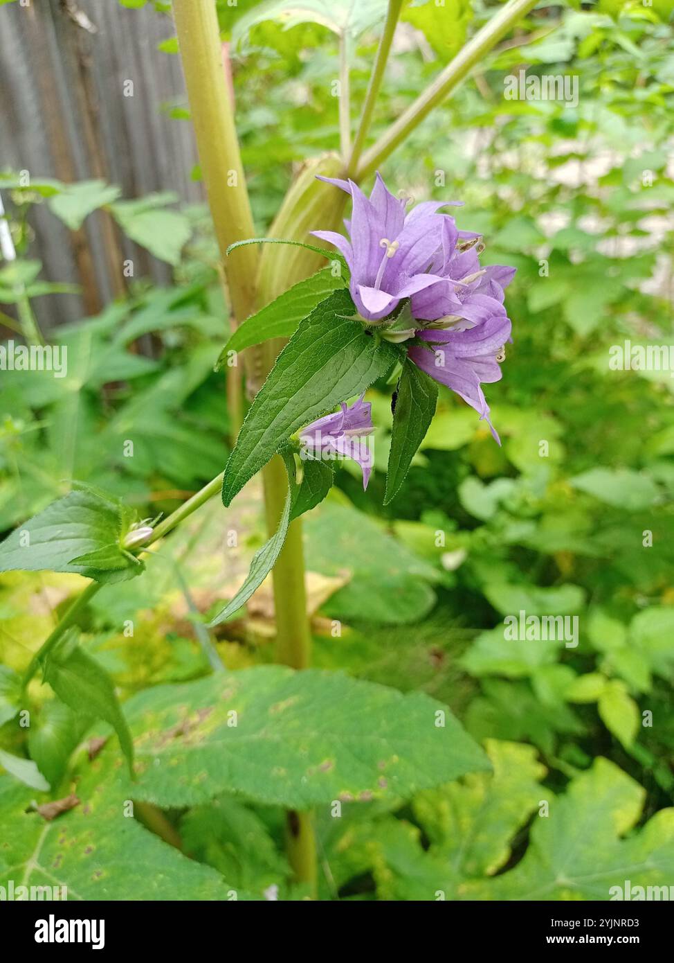 clustered bellflower (Campanula glomerata Stock Photo - Alamy