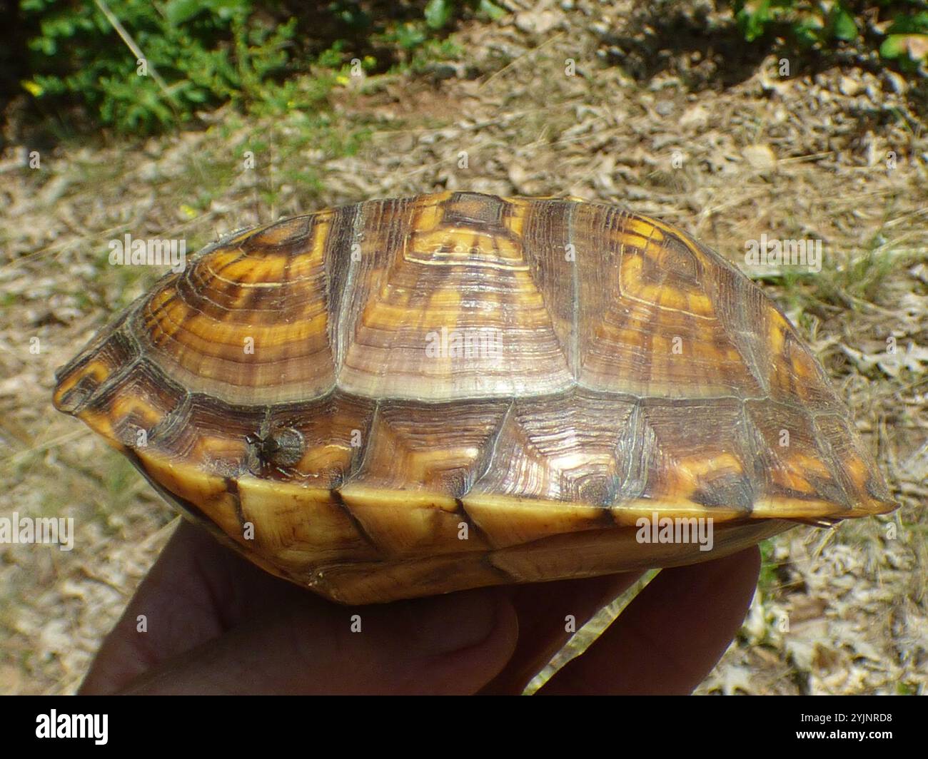 Eastern Box Turtle (Terrapene carolina carolina Stock Photo - Alamy