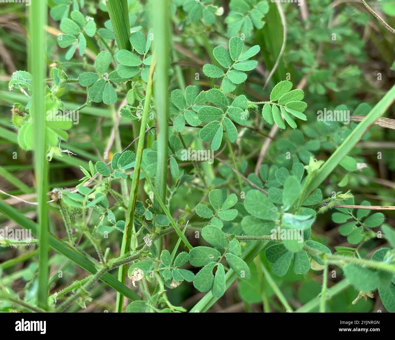 Sticky Jointvetch (Ctenodon viscidulus Stock Photo - Alamy