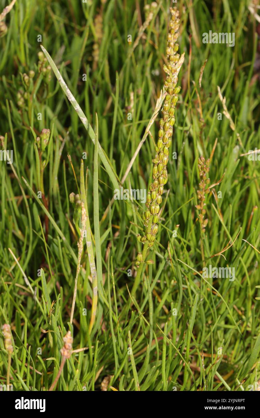 common arrowgrass (Triglochin maritima Stock Photo - Alamy